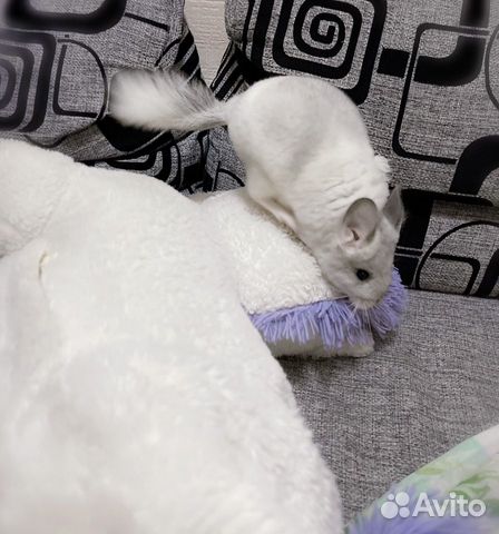 Шиншилла с клеткой