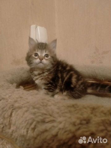 Сибирские котята