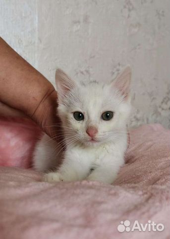 Белый котенок мальчик в дар