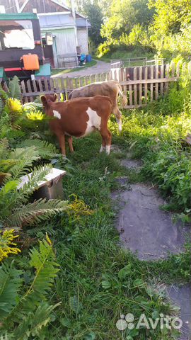 Продажа телочек