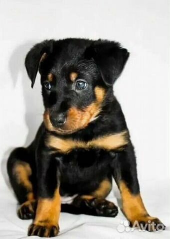 Щенки 2 мес.мальчик и девочка