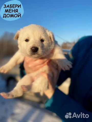 Щенки ищут дом