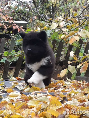 Собаки щенки