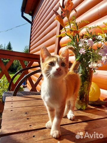 Замечательный мальчишка