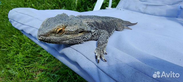 Бородатая агама