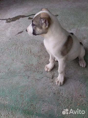 Продам щенка алабая 2 месяца