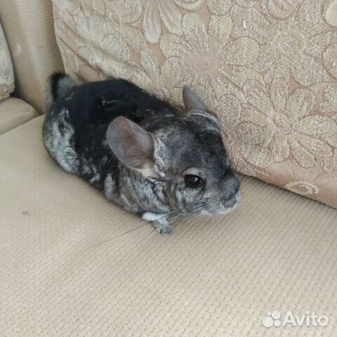 Продаю шиншиллу