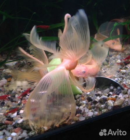 Анциструс L-144 вуаль