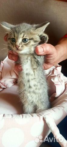 Котёнок Бусинка в добрые руки