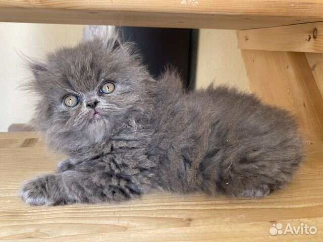 Персидская