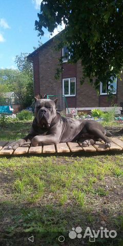 Кобель вязка кане корсо