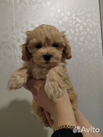 Мальтипу ф1