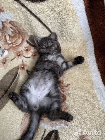 Котенок мальчик в добрые руки