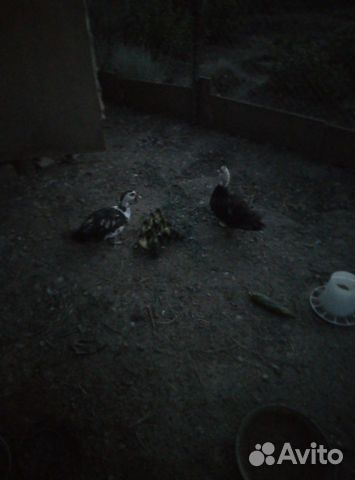 Индоутята суточные