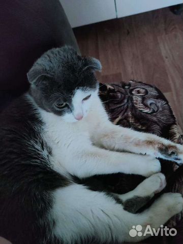 Котик в добрые руки