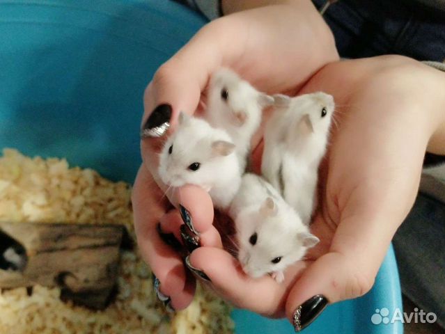 Джунгарский хомяк