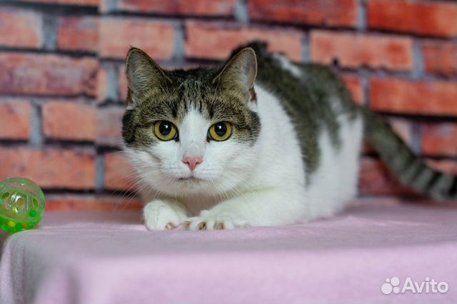 Кошечка Тося 4 года