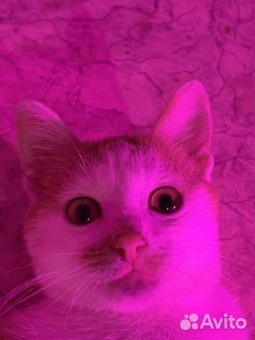 Котик