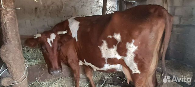 Корова стельная дойная