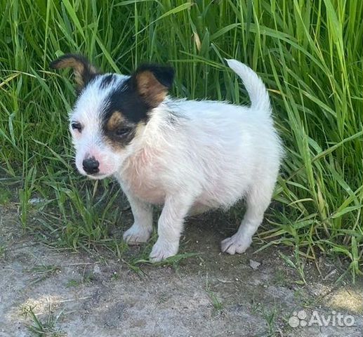 Мила маленький щенок