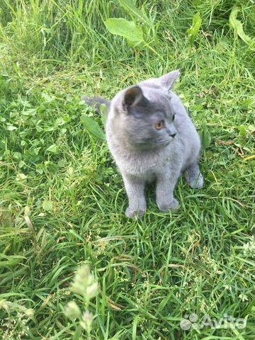 Шотландский мальчик