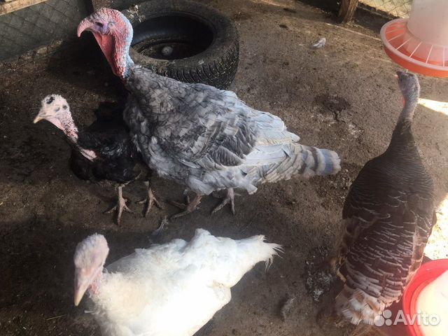 Индюки и индюшата