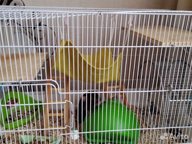 Декоративная крыса с клеткой