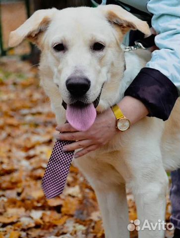 Благородный пес ищет лучший дом