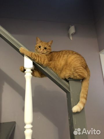 Кошка рыжая