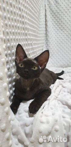 Ласковый деввончик