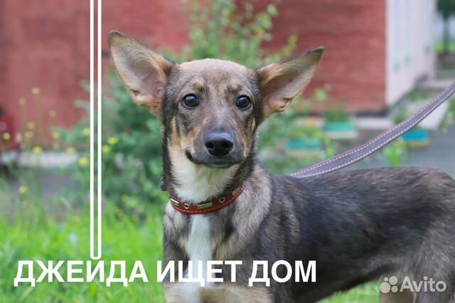 Щенок Джейда ищет дом