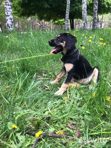 Собака в добрые руки