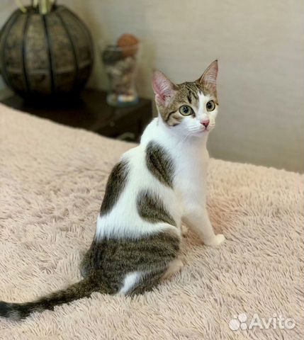 Молоденькая кошечка ждет семью