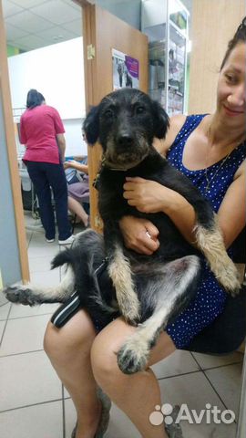 Собака Элли стерилизована с доставкой