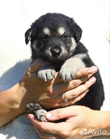 Малыш Вольт готов стать домашним