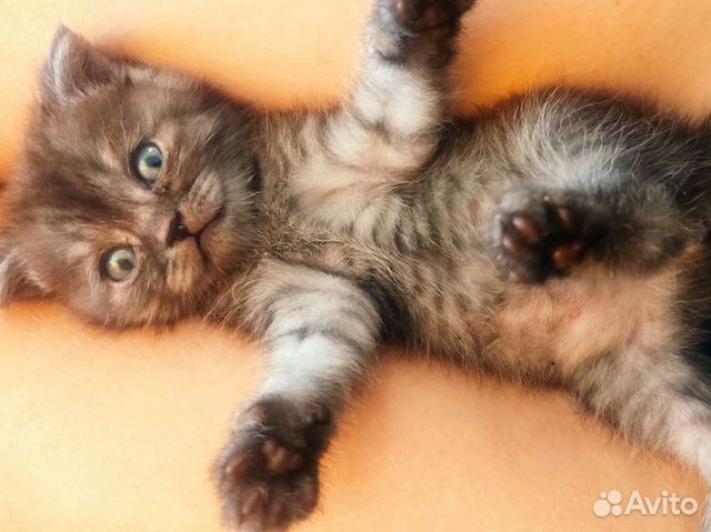 Шотландская вислоухая кошка