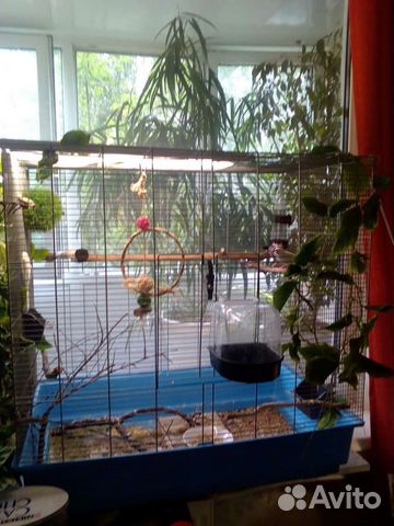 Рисовые амадины