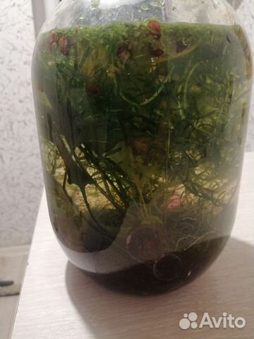 Растения для аквариума