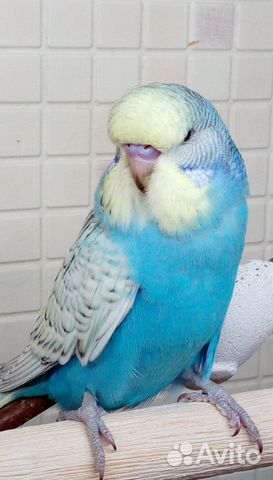 Птенчик самечик