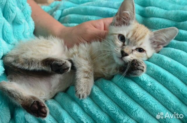 Котята метисы Сноу Шу