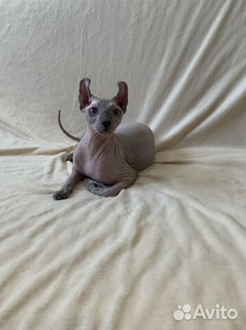 Эльф, Канадский сфинкс