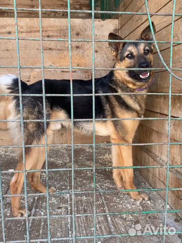 Хрупкий мальчик Дэнни мечтает обрести семью