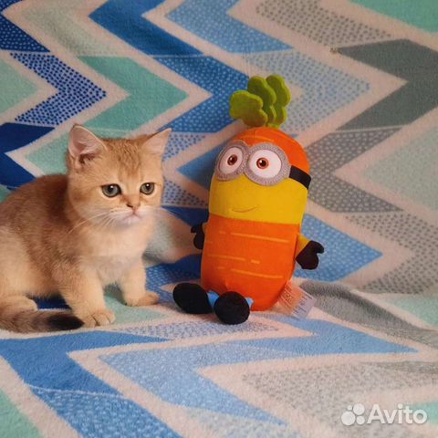 Золотой шиншиленок