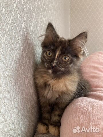 Отдам котенка в добрые руки