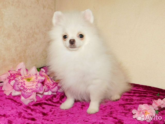 Миниатюрная девочка помшпица