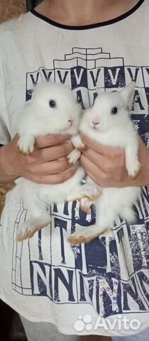 Декоративный карликовый кролик (крольчата)