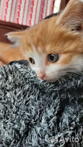 Кошка в дар бесплатно