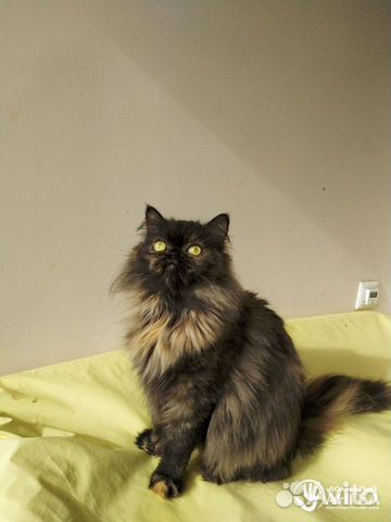 Кошка Катя в добрые руки