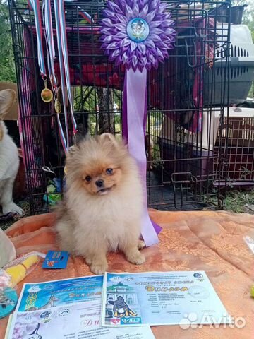 Шпице- детки. Конфетки. Щпиц