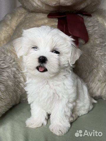 Мальтийская болонка (мальтезе)